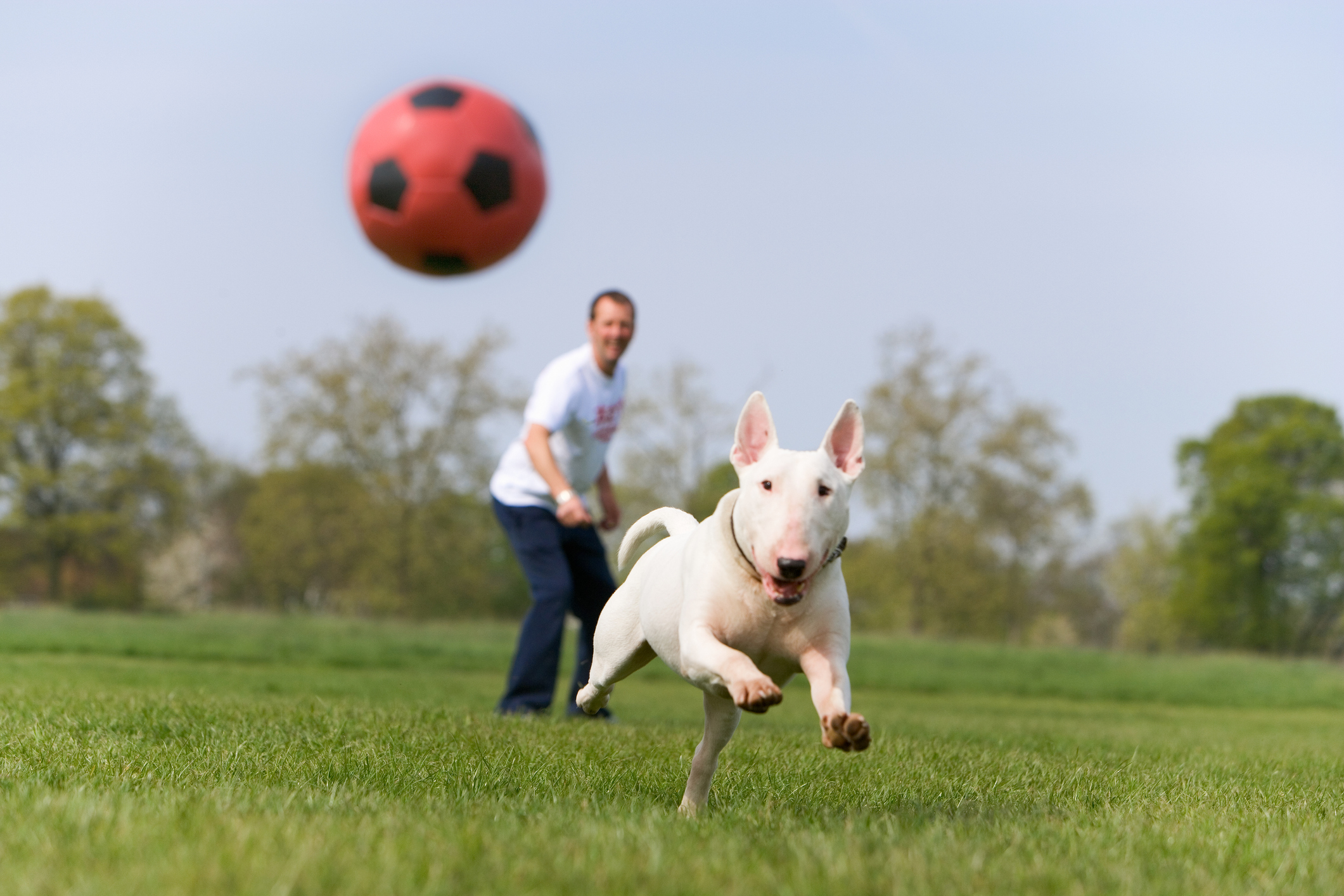 Best Ways To Exercise Your Dog When You Have A Busy Schedule For Pets 